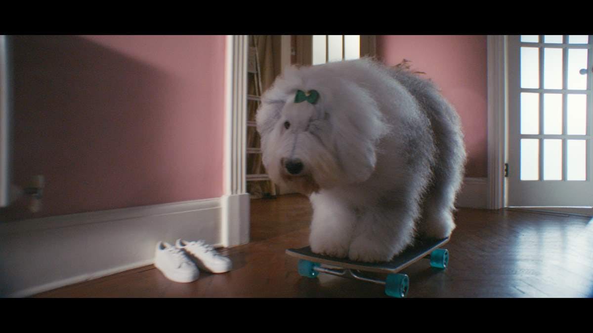 Dulux dog celebrates 60th anniversary as the brand jumps on decorating boom