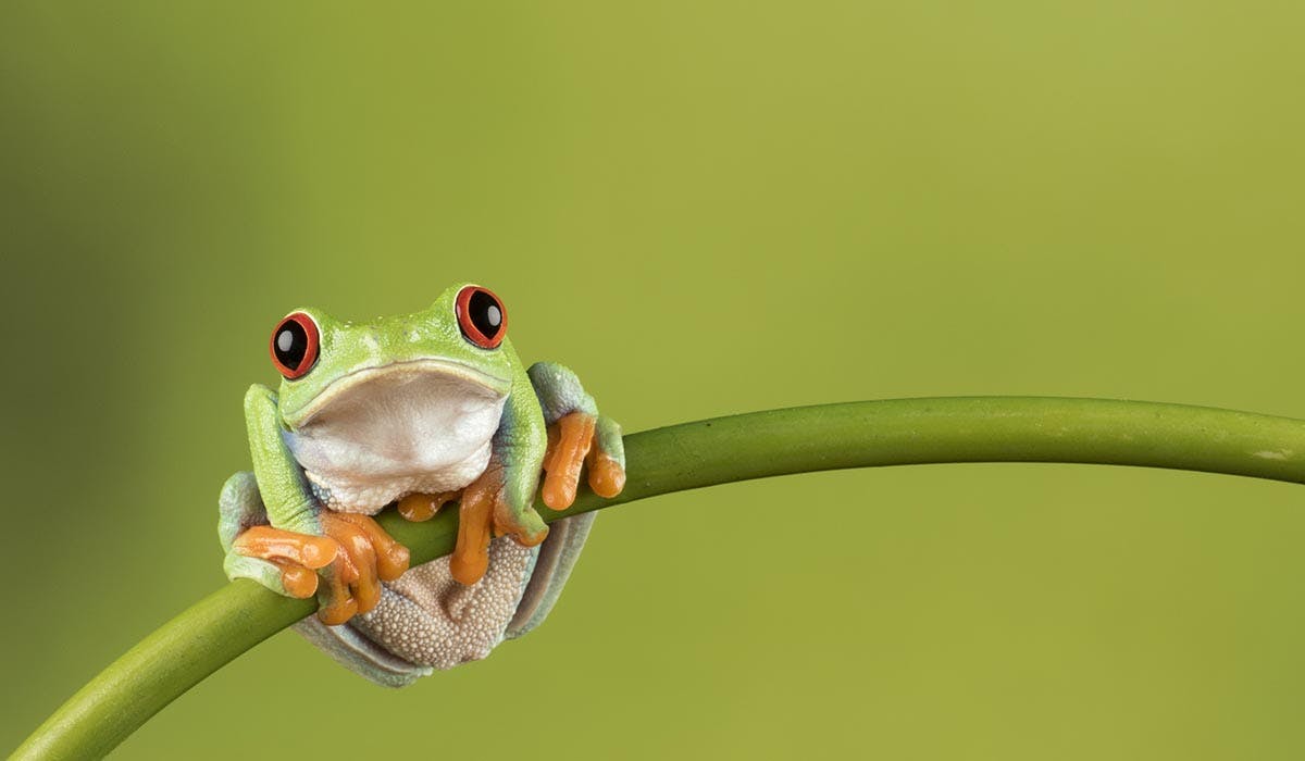 Swallowing the frog: How advertisers can succeed after third-party ...