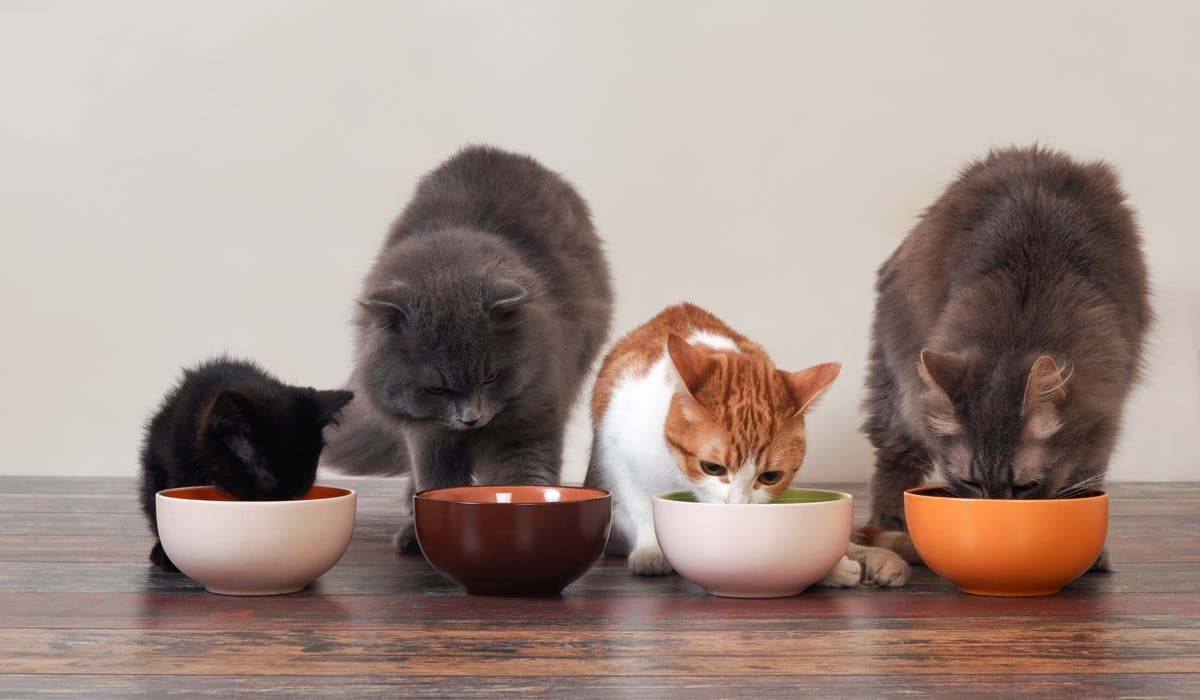 Mars Petcare’s growth lead on its mission to ‘demystify digital ...