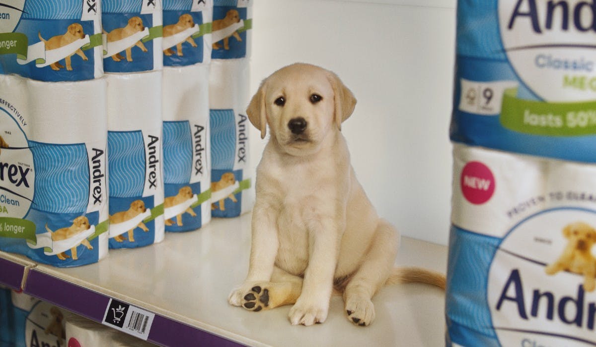Andrex’s marketing boss on 50 years with the puppy