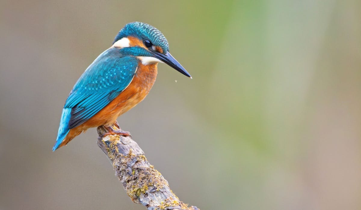 Why RSPB wants to be ‘more than a bird charity’